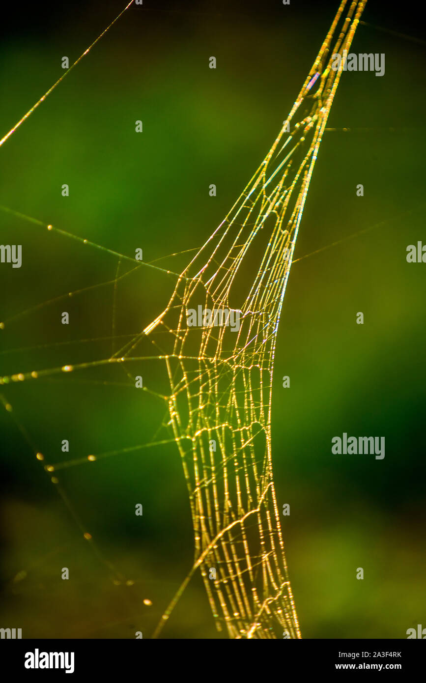 spider web in back light Stock Photo - Alamy