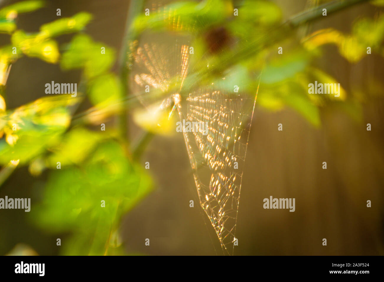 spider web in back light Stock Photo - Alamy