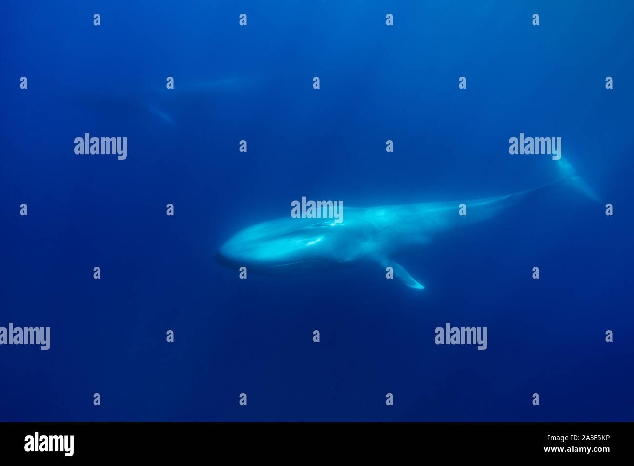 Blue whale, Balaenoptera musculus, endangered species, swimming with a ...