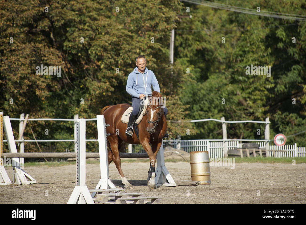 Farm visit - Horses and dogs Stock Photo - Alamy