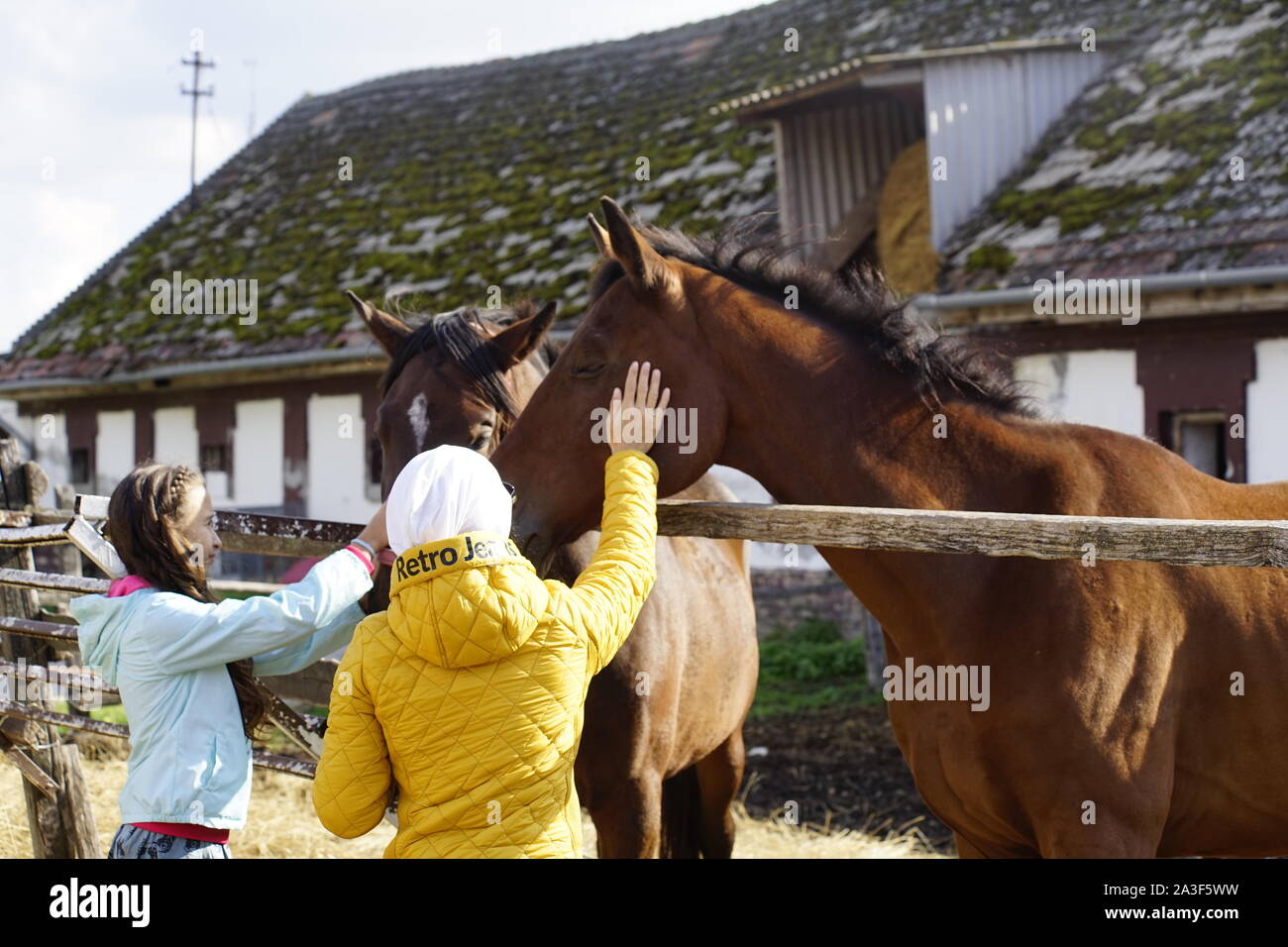 Farm visit - Horses and dogs Stock Photo - Alamy