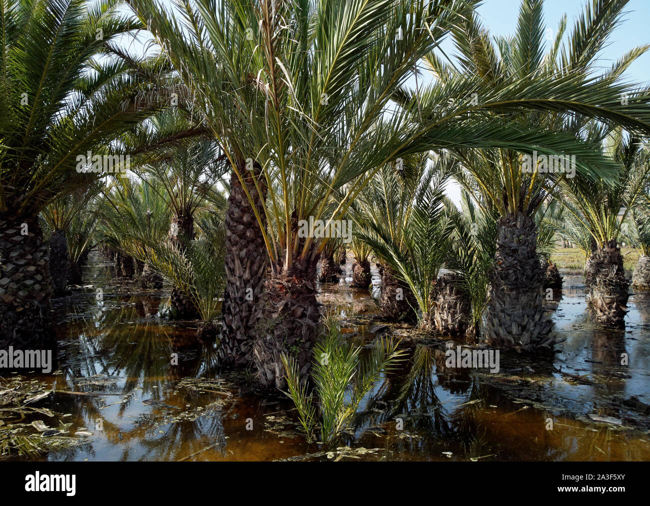 Gota blanca hi-res stock photography and images - Alamy