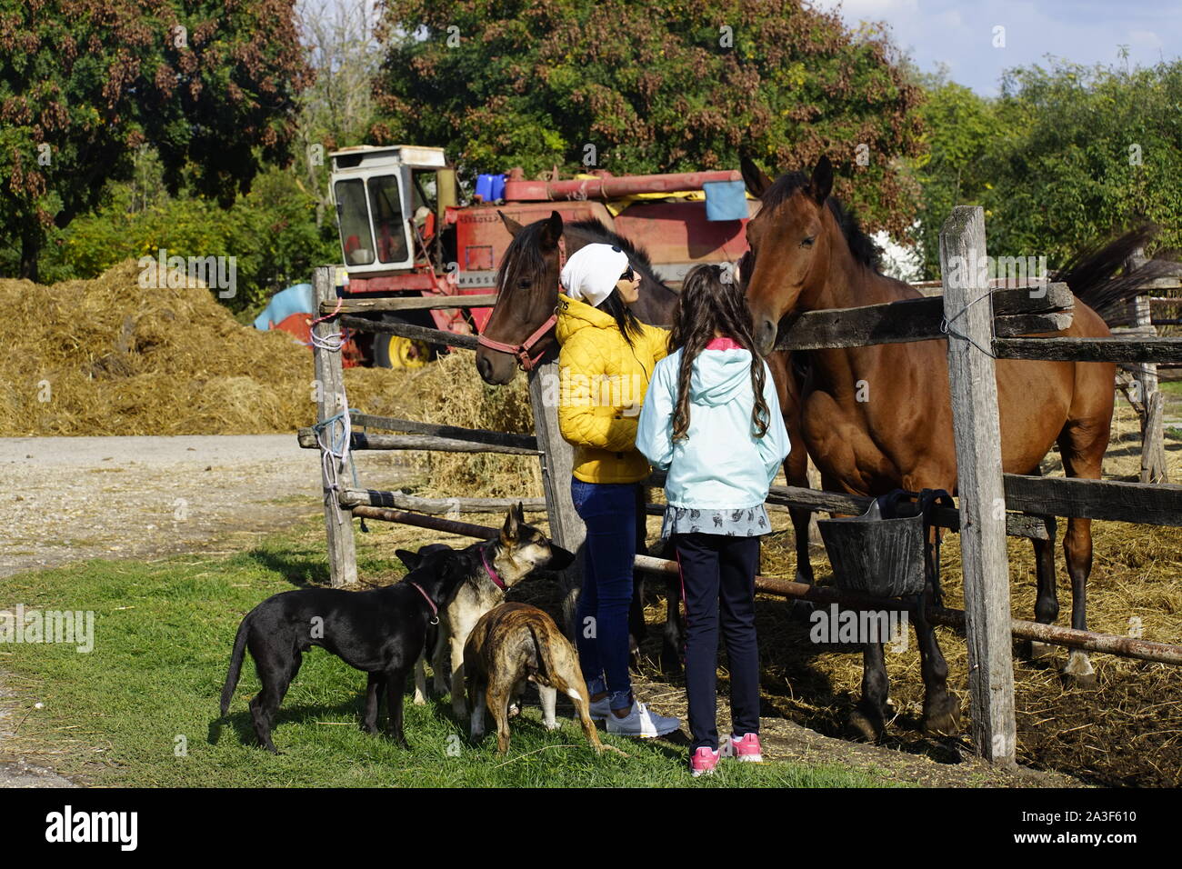Farm visit - Horses and dogs Stock Photo - Alamy