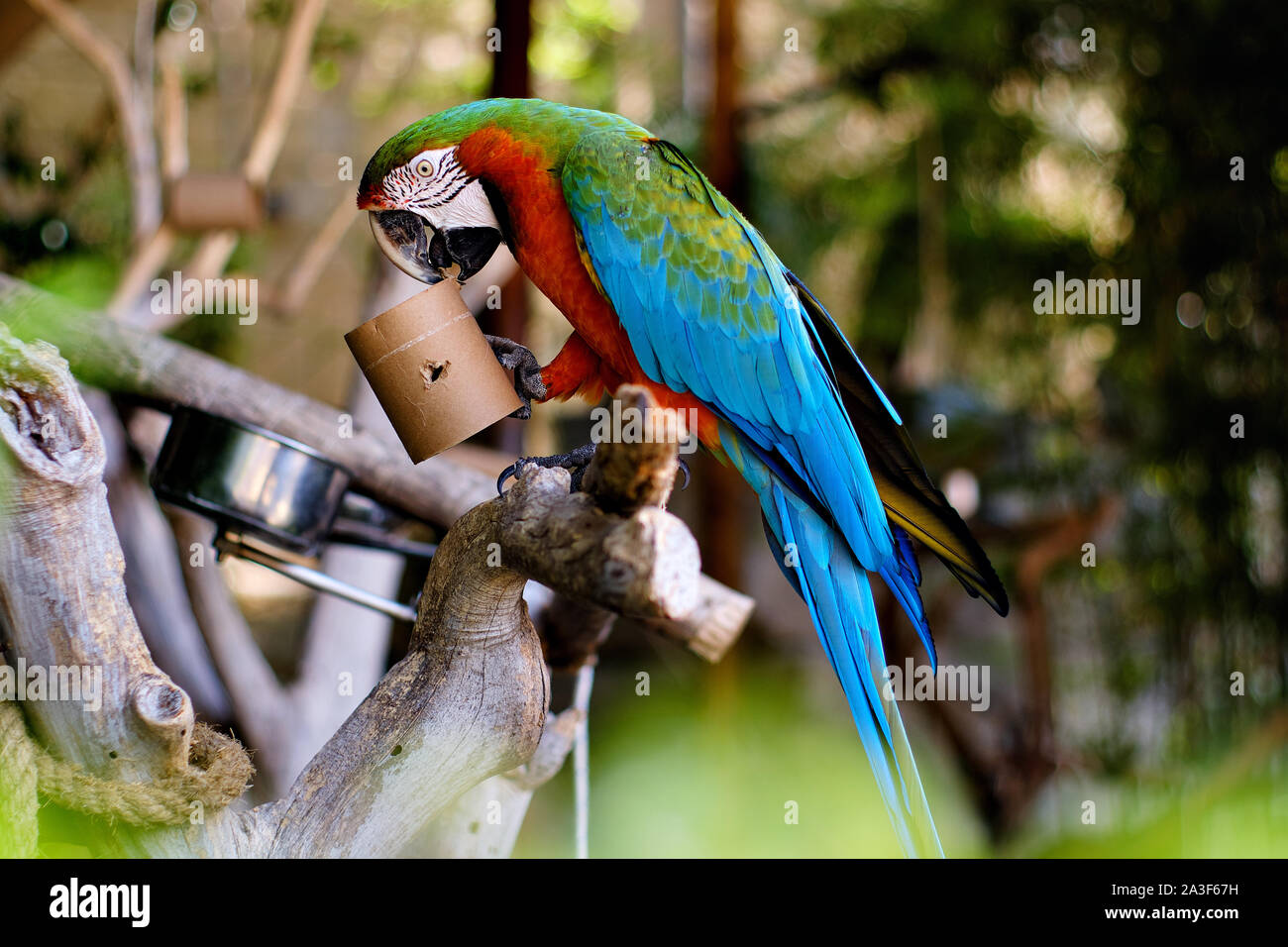 Blue winged macaw hi-res stock photography and images - Alamy