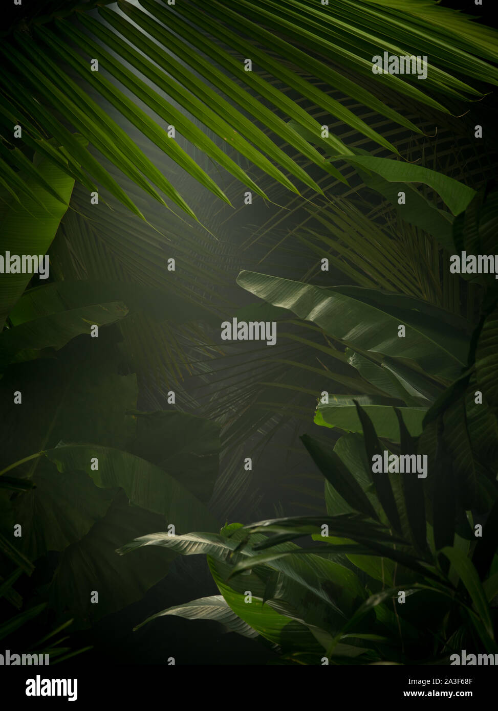 Equator flowers hi-res stock photography and images - Alamy