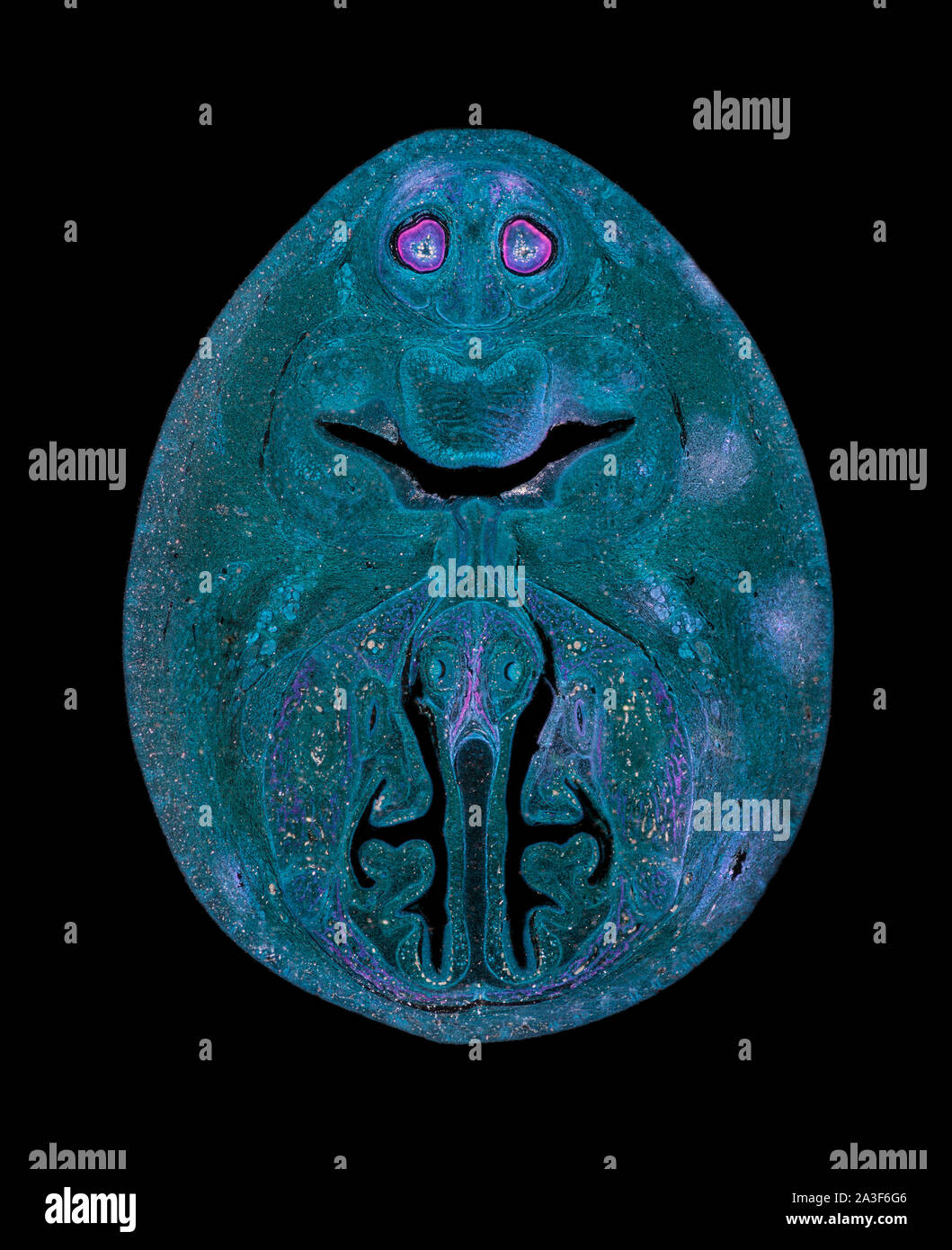 Limbic Cortex High Resolution Stock Photography and Images - Alamy