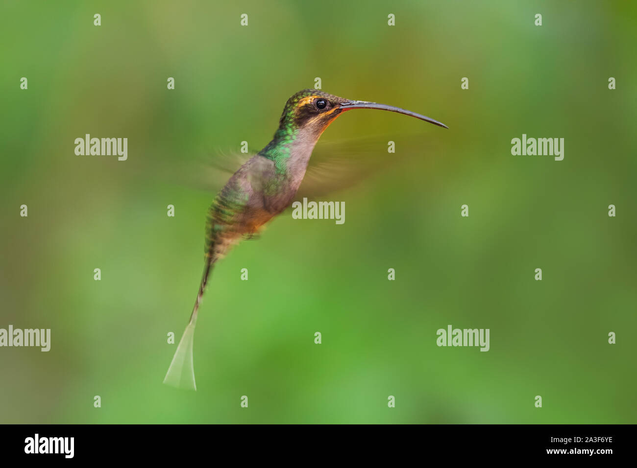Green Hermit - Phaethornis guy, large beautiful shy hummingbird from ...