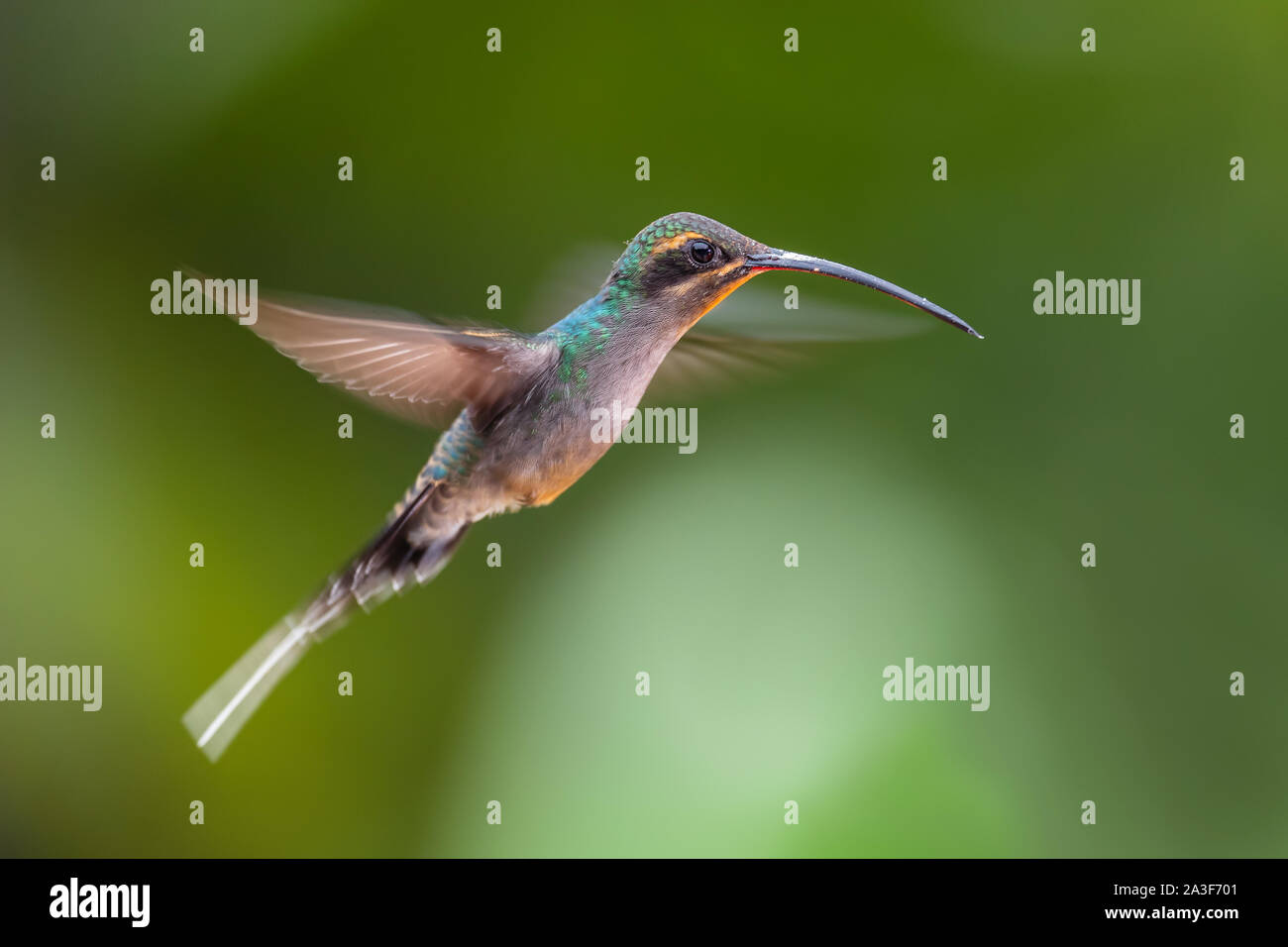 Green Hermit - Phaethornis guy, large beautiful shy hummingbird from ...