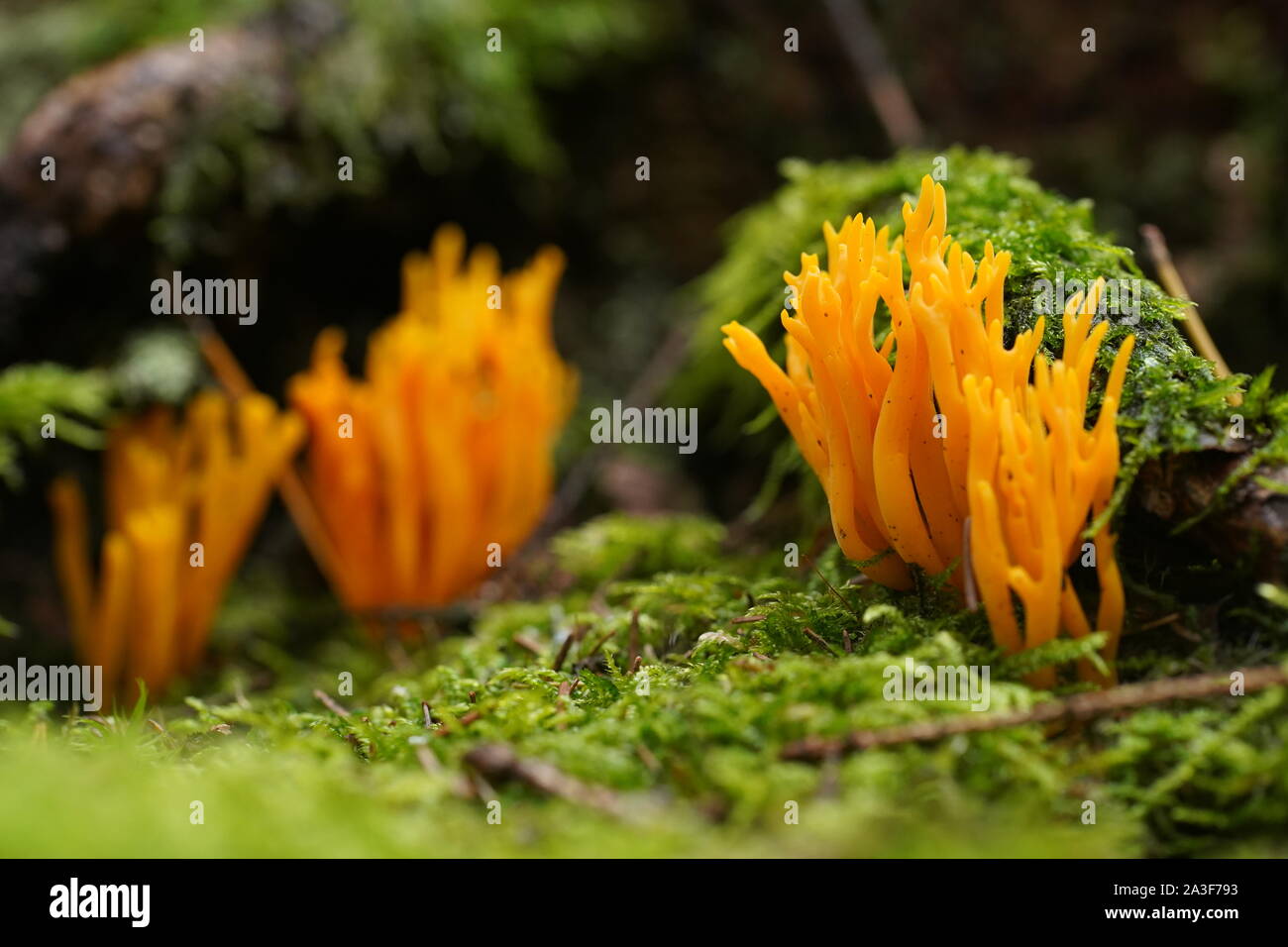 goat's beard mushrooms in forest Stock Photo - Alamy