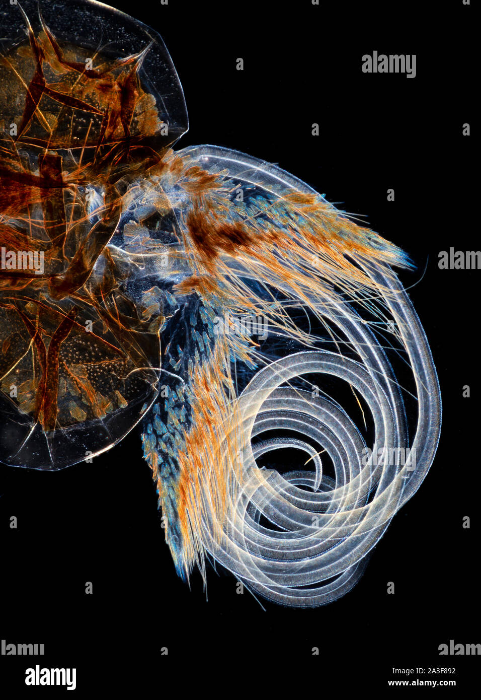 Proboscis hi-res stock photography and images - Alamy