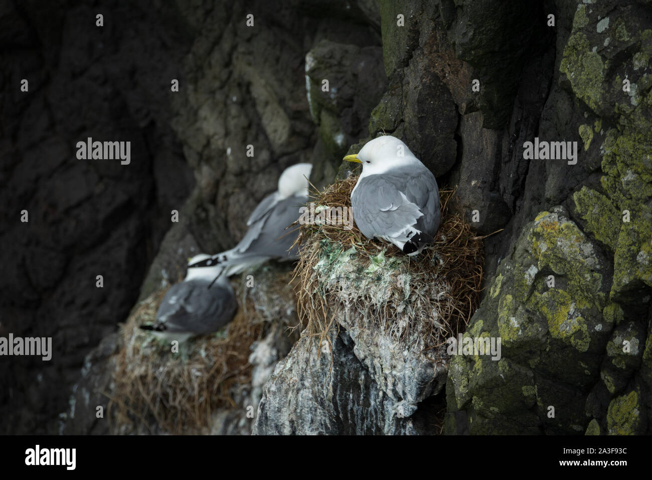 Mother seagull hi-res stock photography and images - Alamy