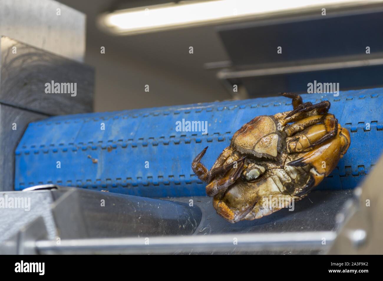 Seafood factory conveyor hi-res stock photography and images - Alamy