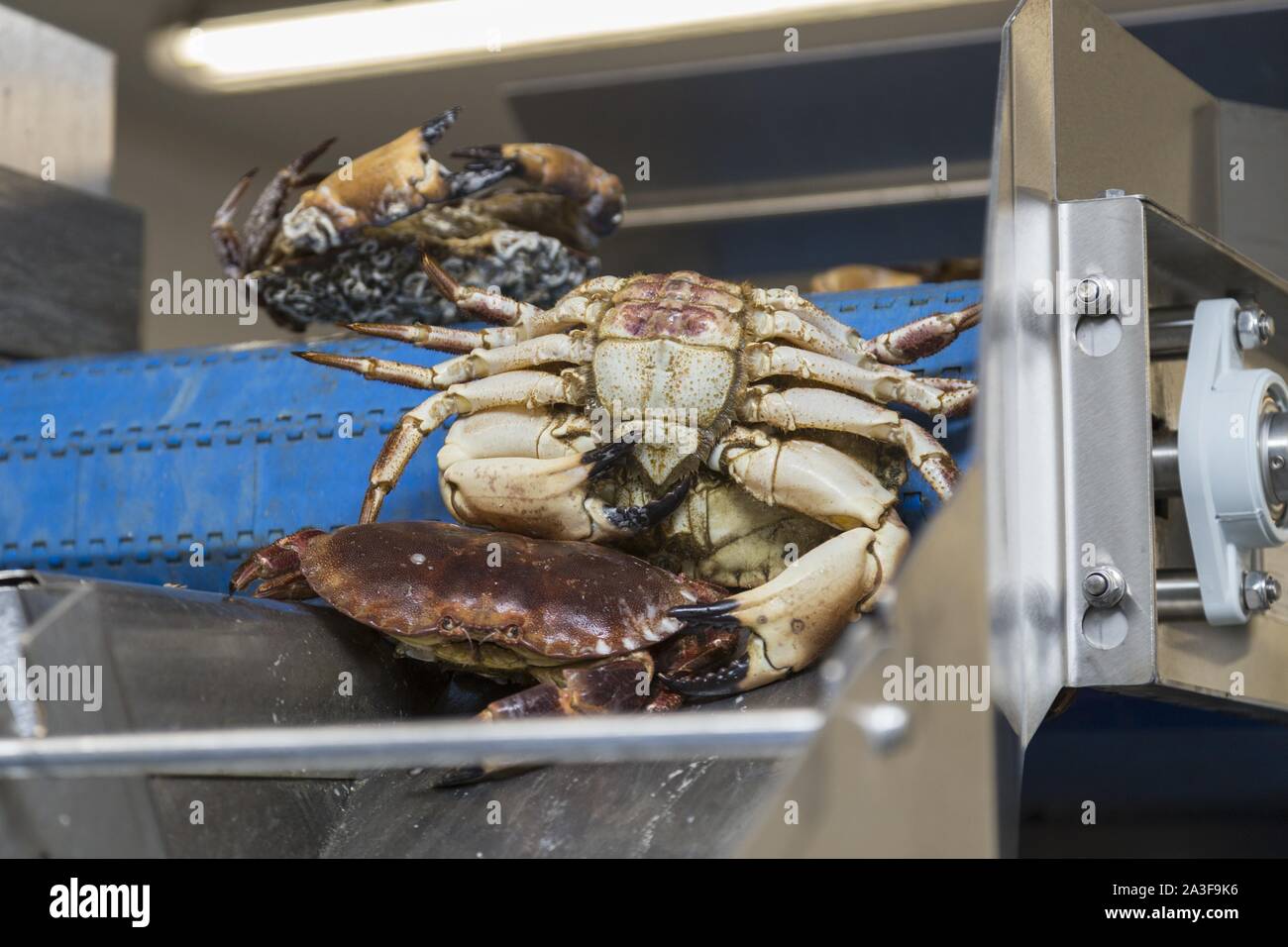 Crabs being processed on a conveyor belt in a seafood factory Stock ...
