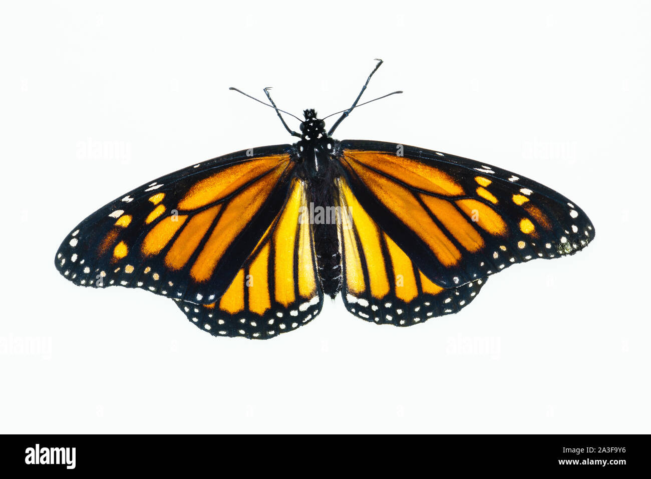 Female Monarch Butterfly Dorsal View Of A Female Monarch Butterfly In
