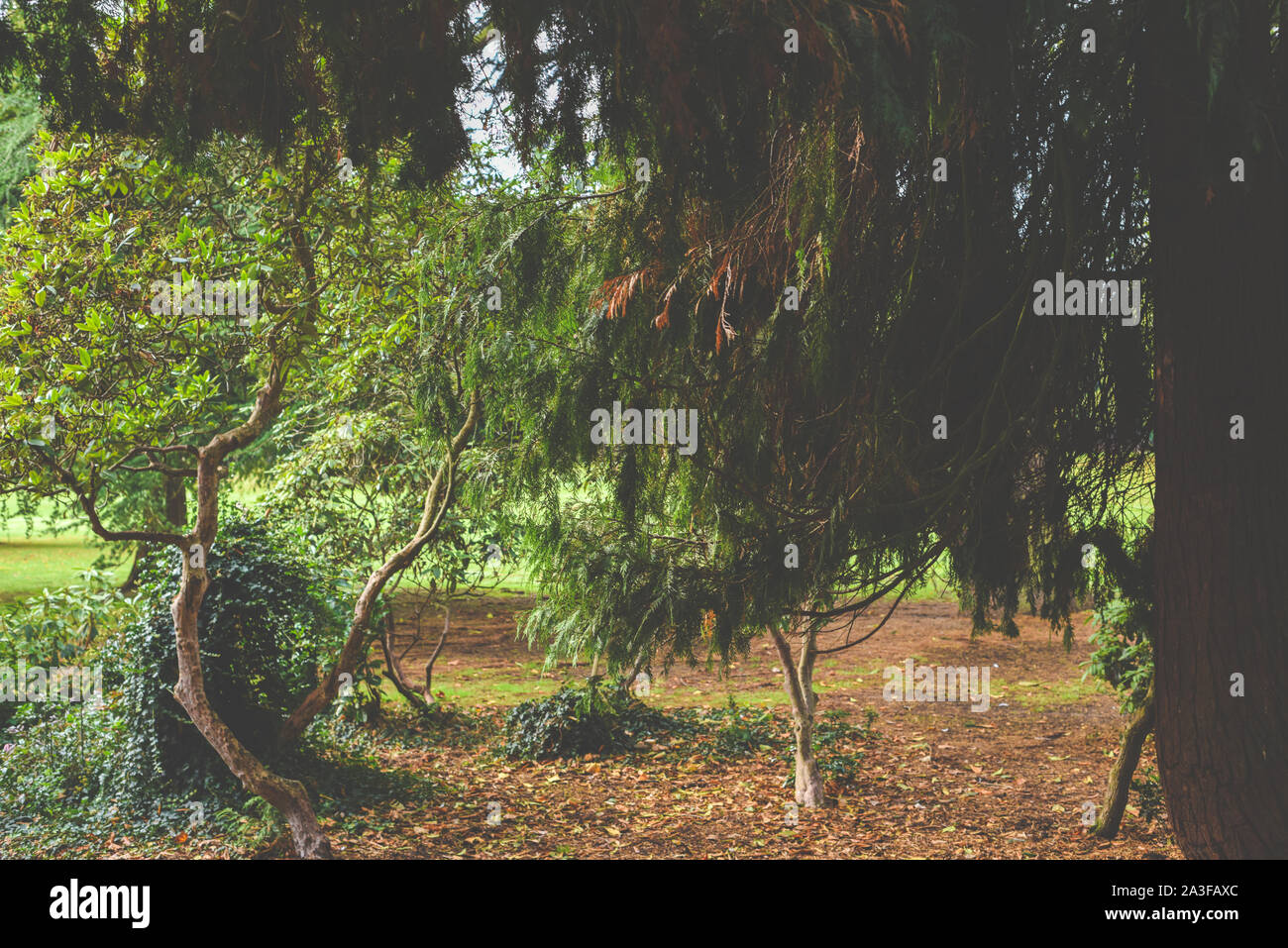 Overhanging tree hi-res stock photography and images - Alamy