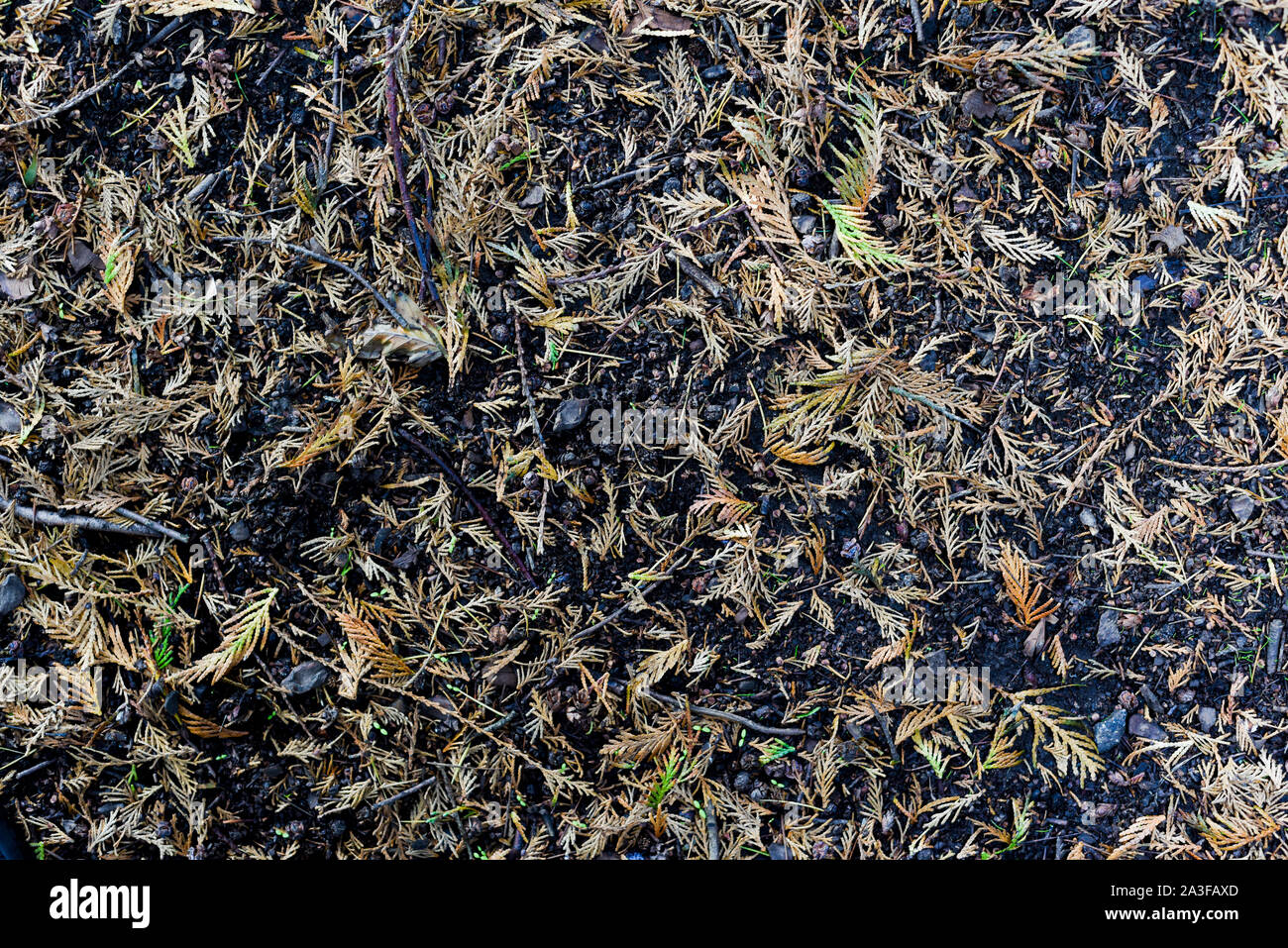 fallen autumn branches from trees on the forest floor top view Stock ...