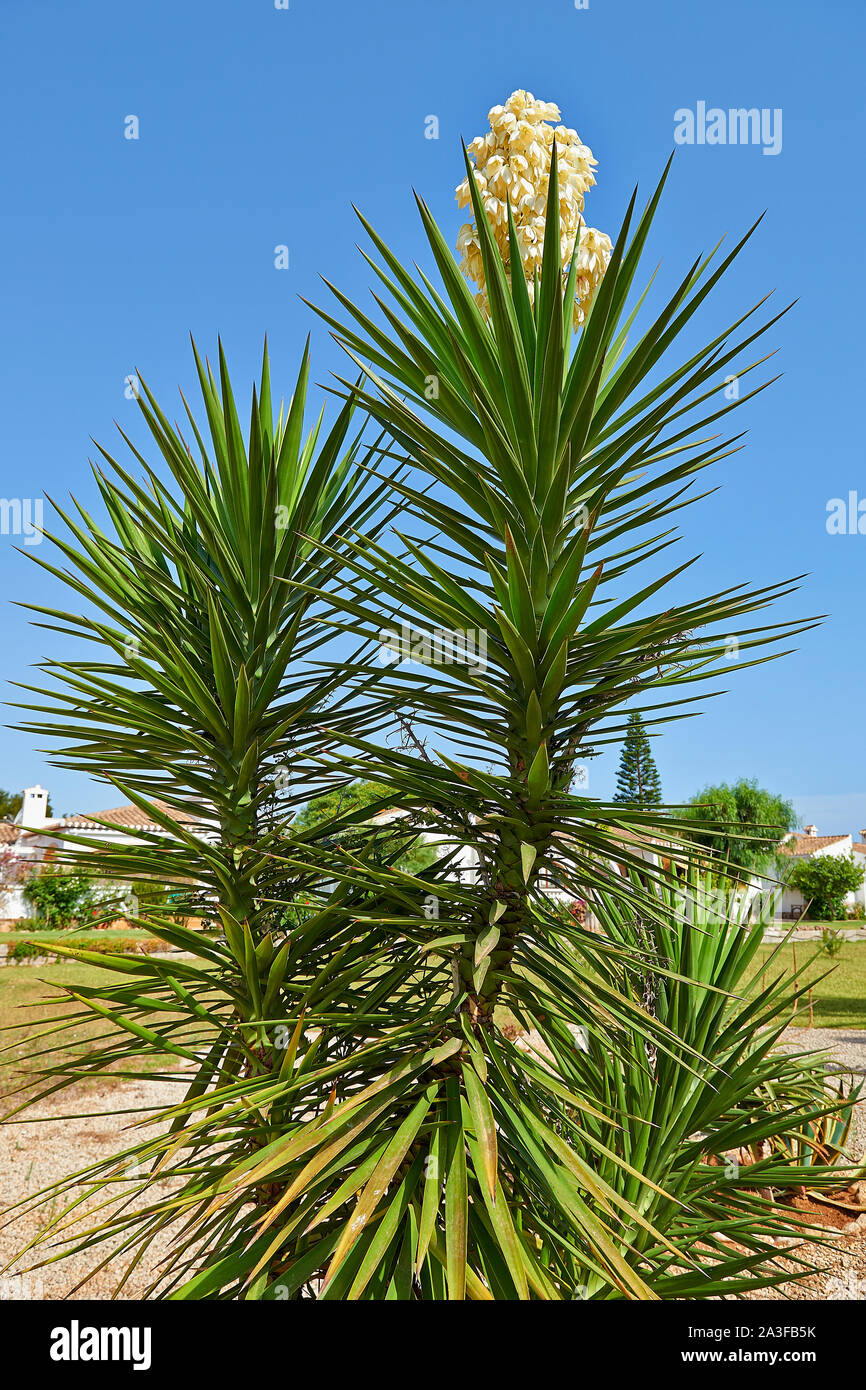 Yucca Elephantipes Flower