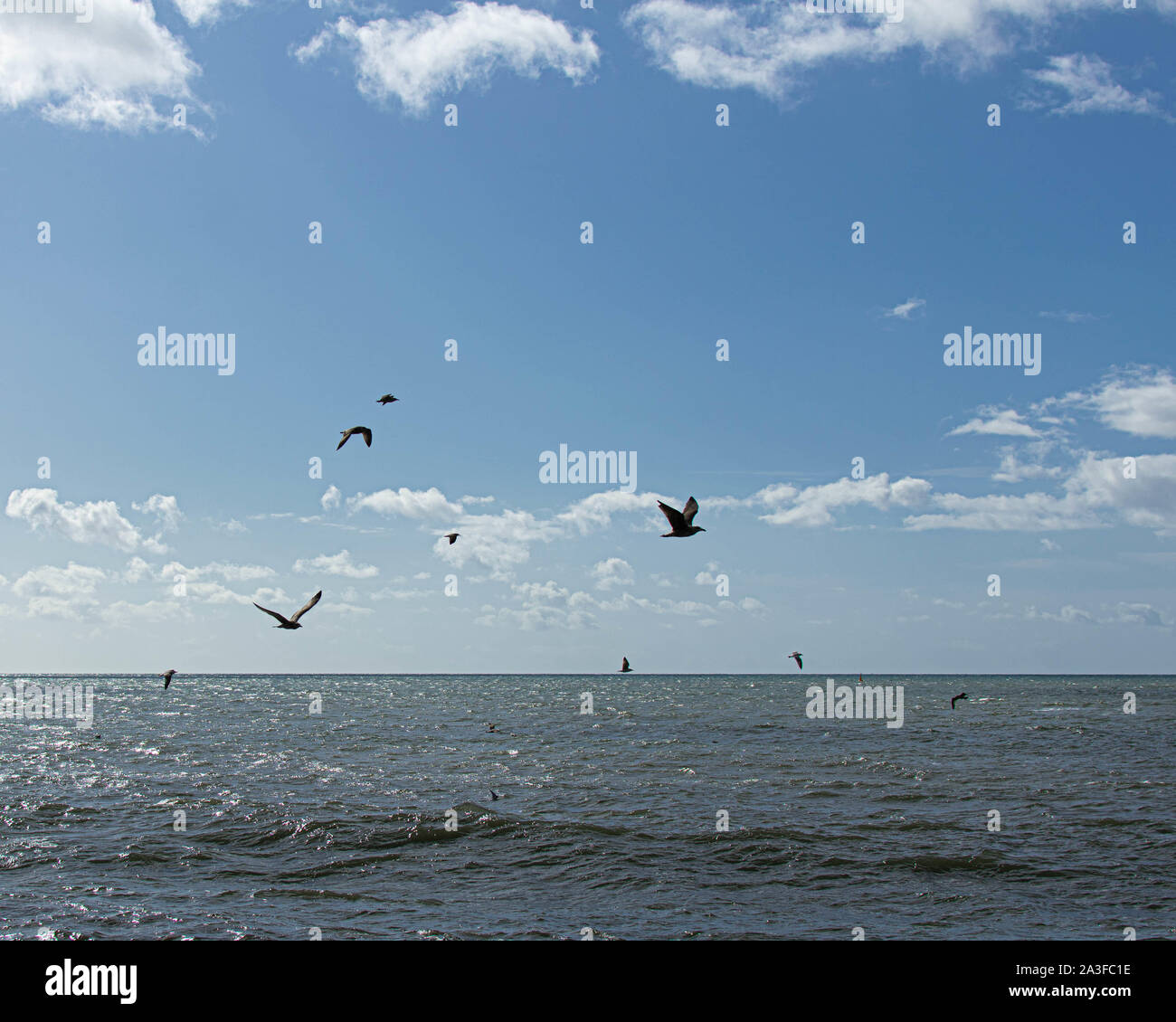 Birds flying over the deep blue ocean across a bright blue sky Stock ...