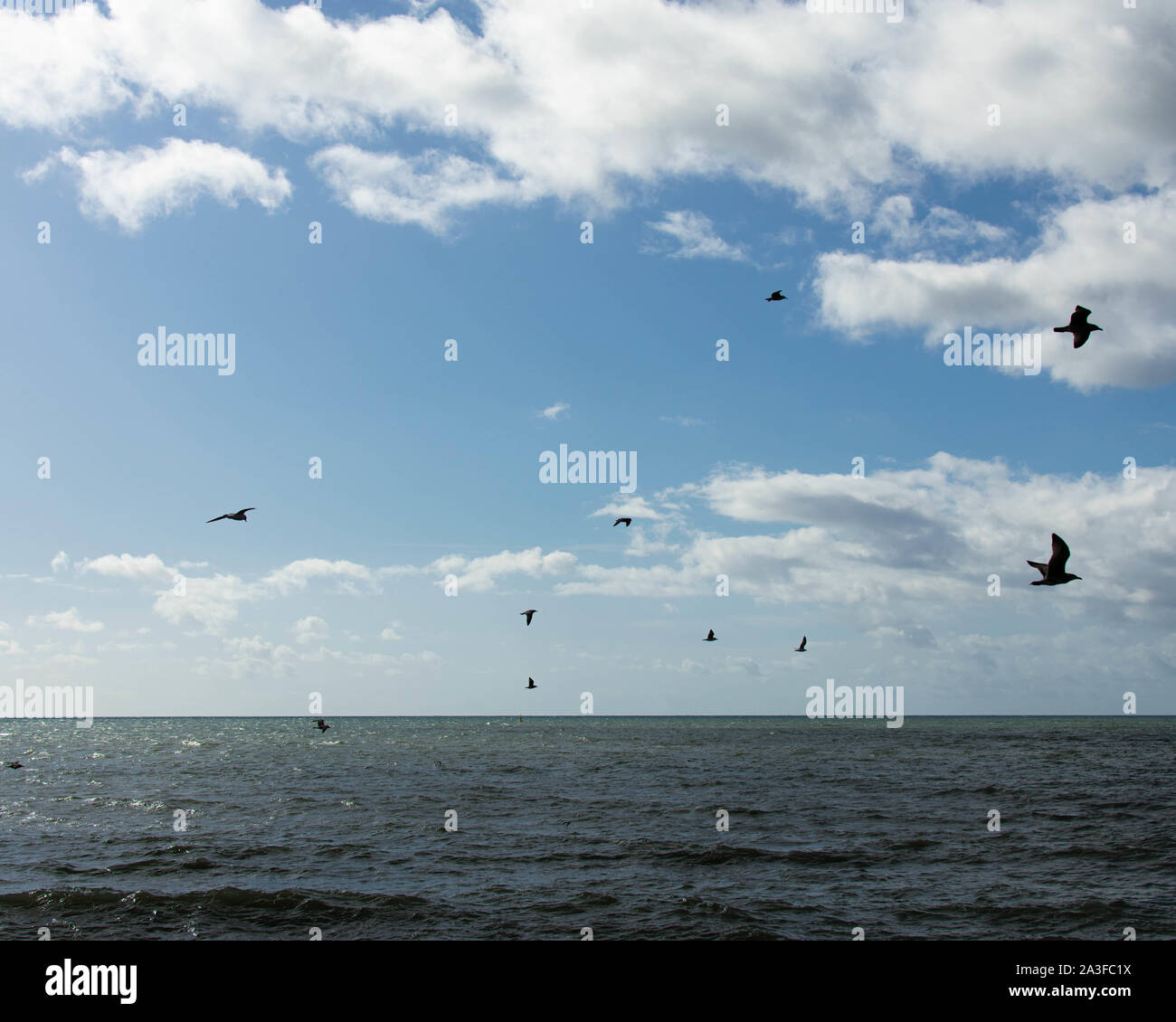 Fluffy white bird hi-res stock photography and images - Alamy