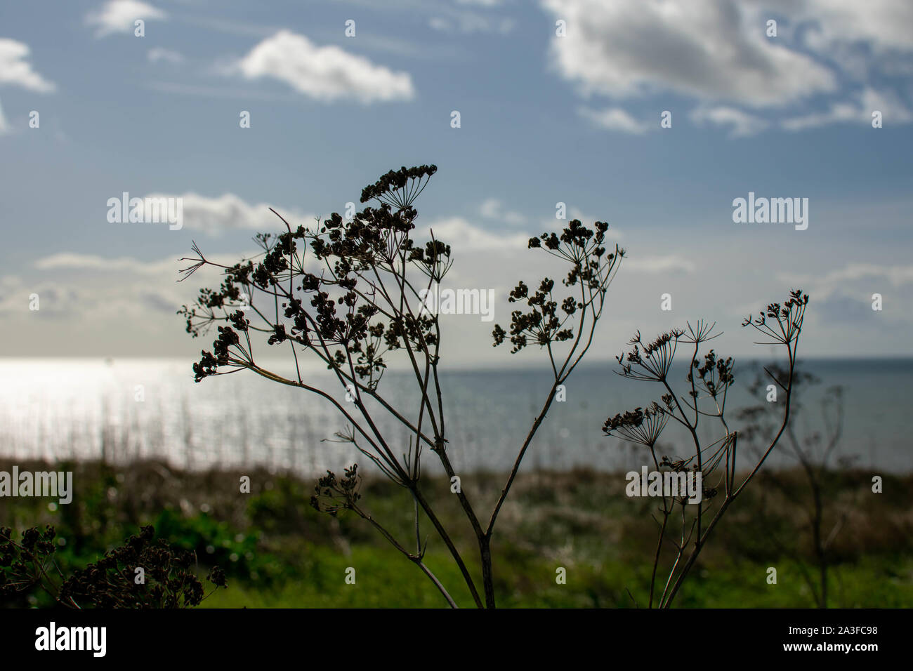 Dried ocean hi-res stock photography and images - Alamy