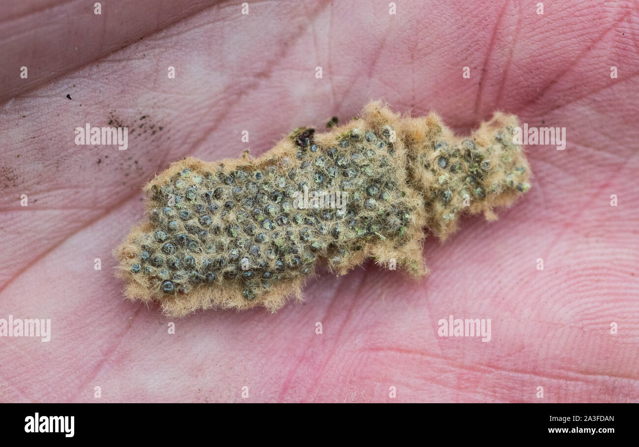 Steinbach Am Donnersberg, Germany. 07th Oct, 2019. The web of a sponge ...