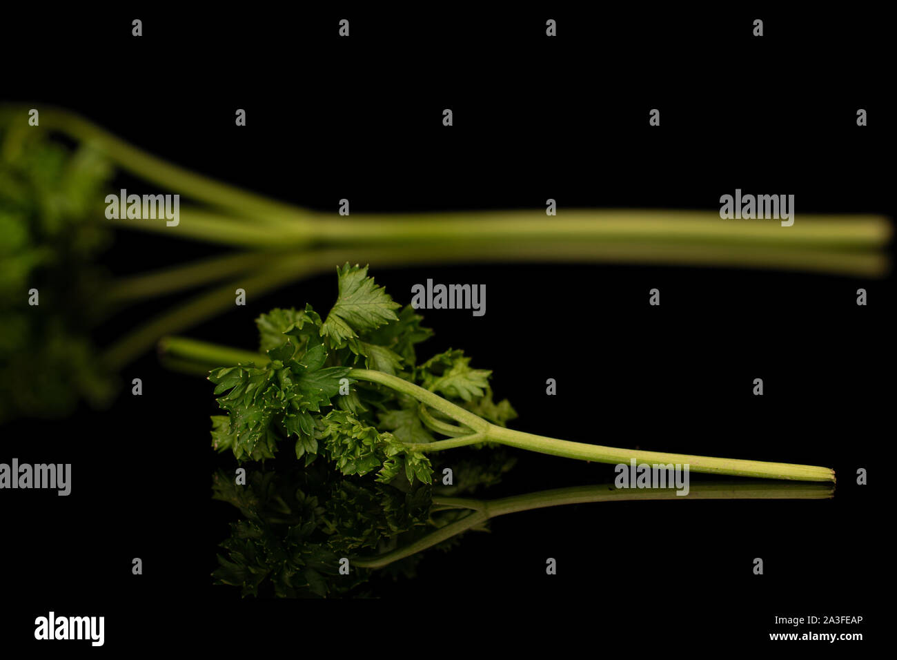 Group of one whole one piece of fresh green parsley isolated on black ...
