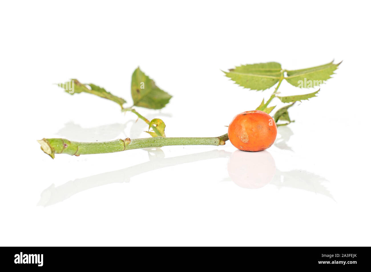 Very toxic whole plant Cut Out Stock Images & Pictures - Alamy
