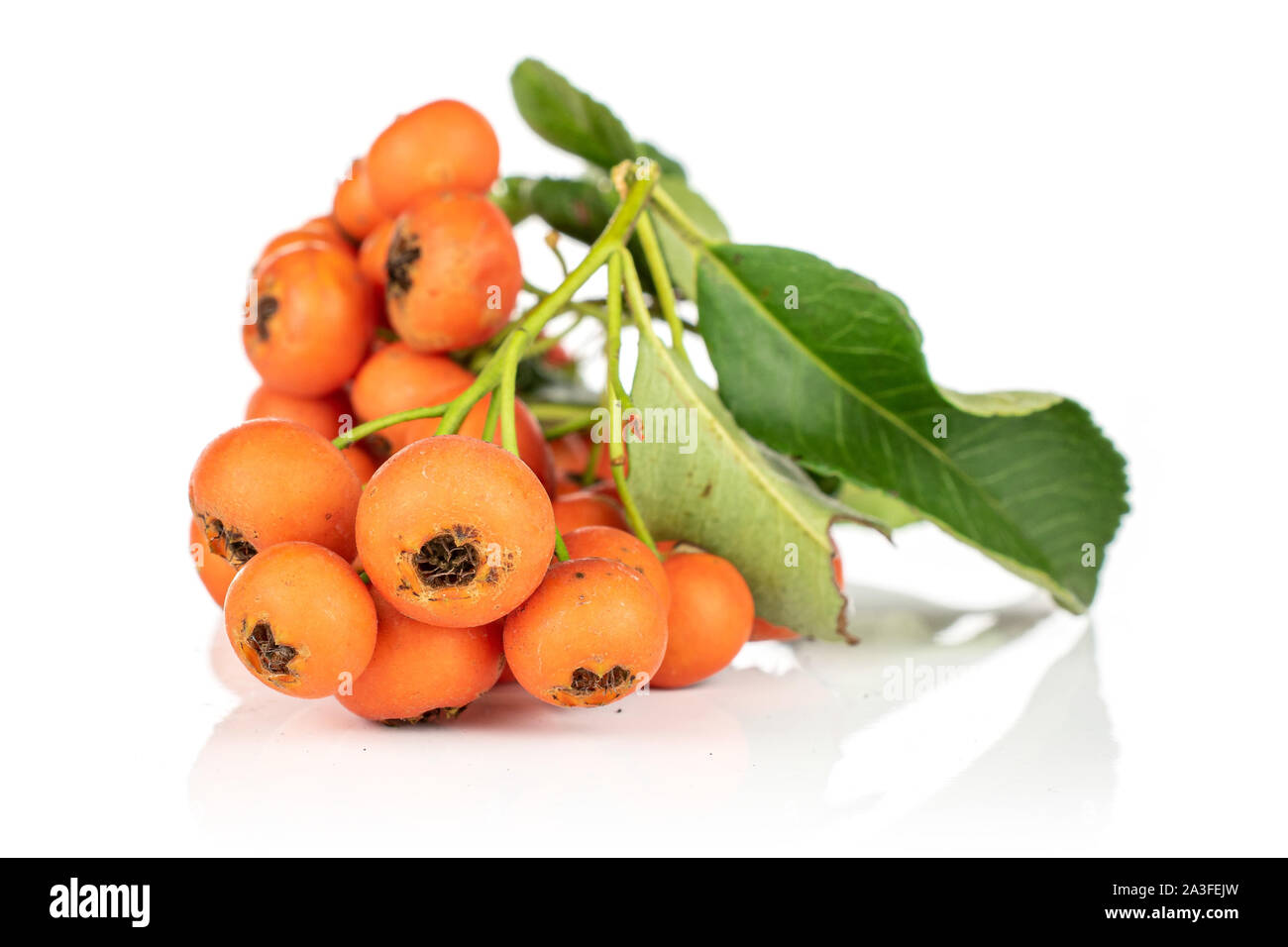 Very toxic whole plant Cut Out Stock Images & Pictures - Alamy