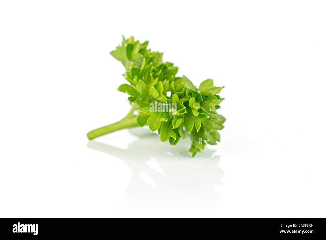 One piece of bright fresh green parsley isolated on white background ...