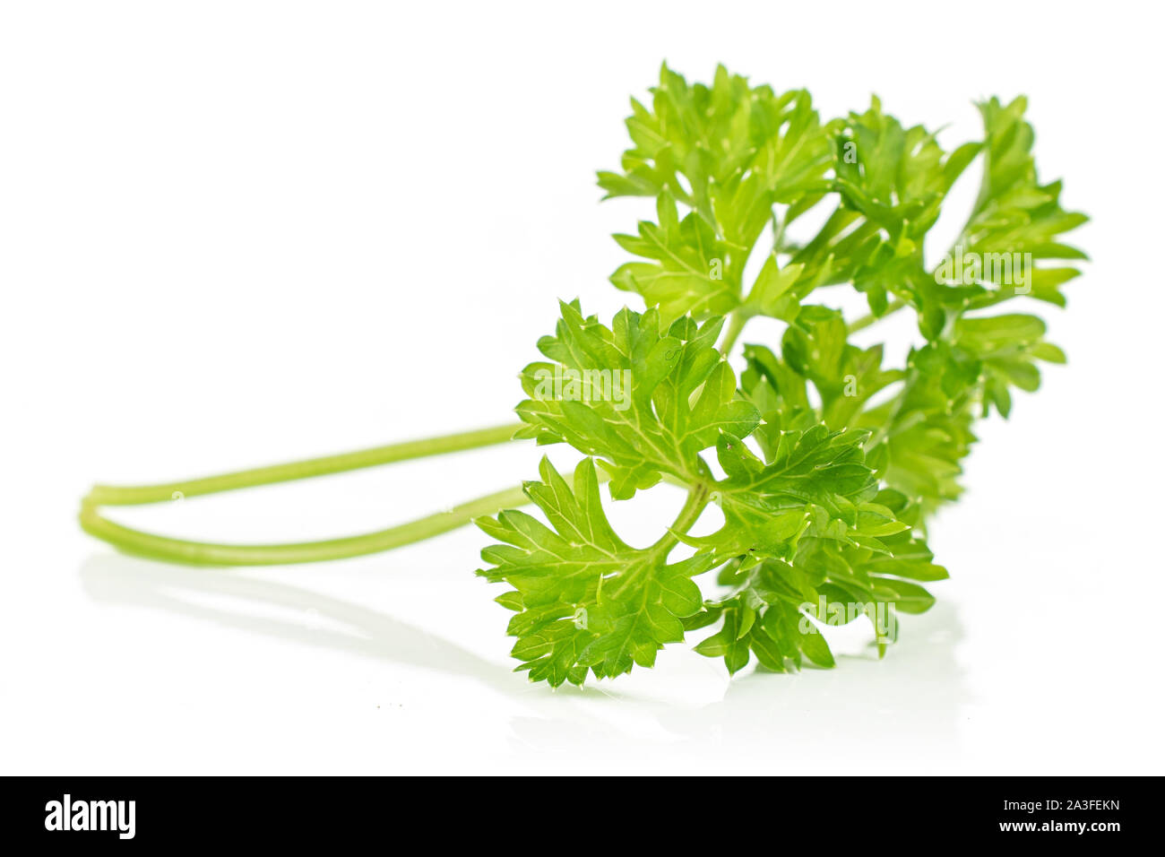 One piece of fresh green parsley isolated on white background Stock ...