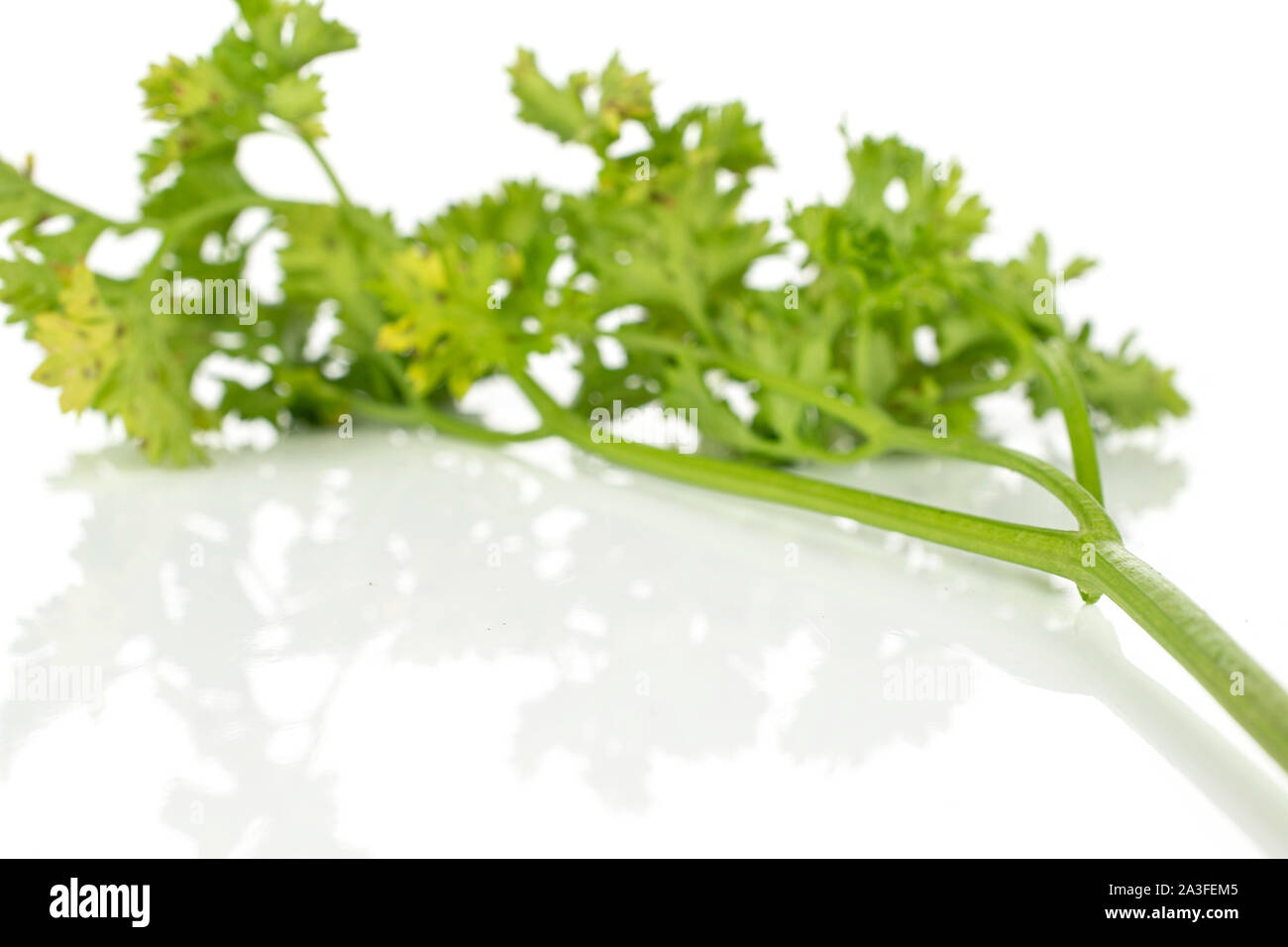One whole light fresh green parsley isolated on white background Stock ...
