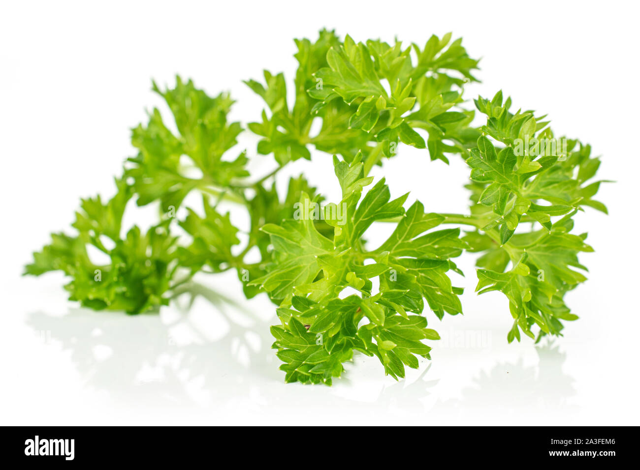 One whole bright fresh green parsley isolated on white background Stock ...