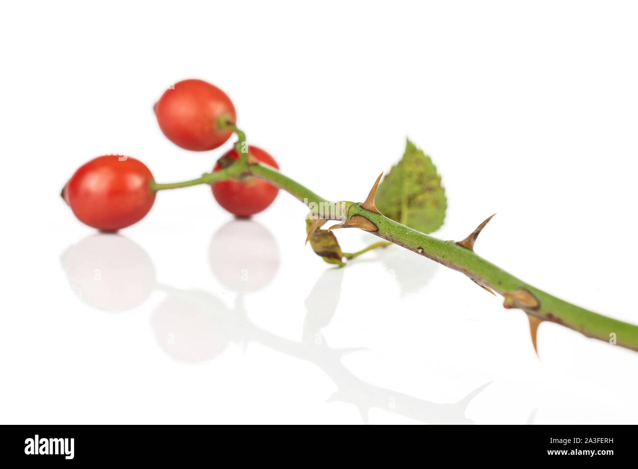 Group of three whole fresh red rosehip isolated on white background ...