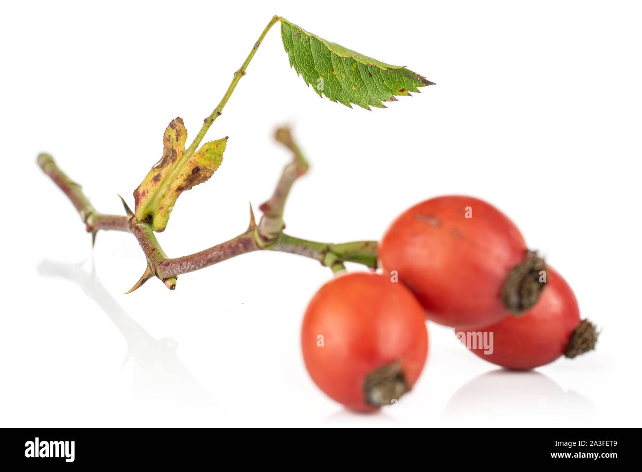 Group of three whole fresh red rosehip isolated on white background ...