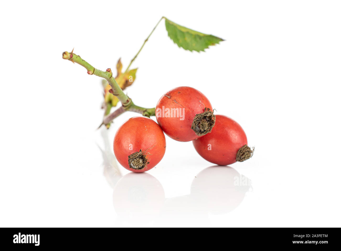 Group of three whole fresh red rosehip isolated on white background ...