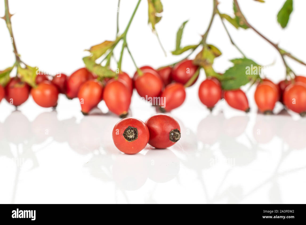 Lot of whole fresh red rosehip in row isolated on white background ...