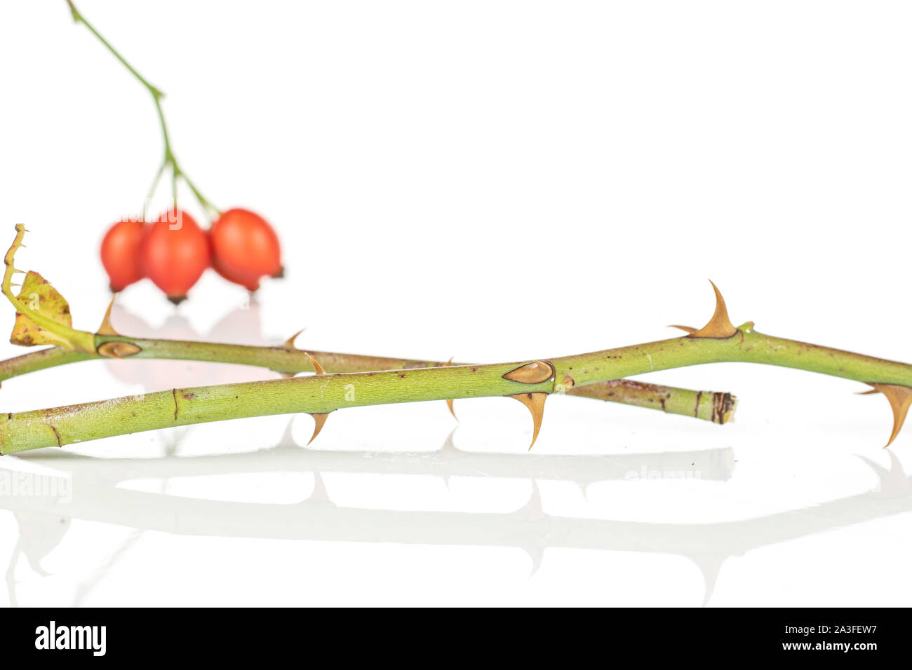 Group of three whole fresh red rosehip berries with front focus on ...