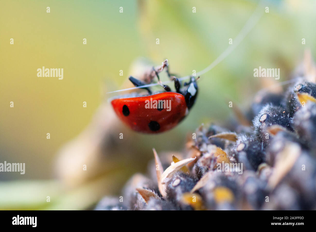 Macro of ladybug on a blade of grass in the morning sun Ladybug - bug ...