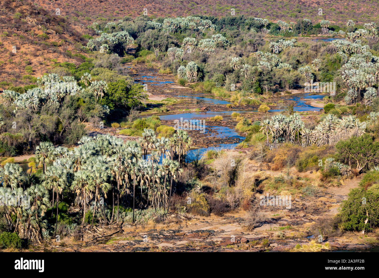 Trees of namibia hi-res stock photography and images - Alamy