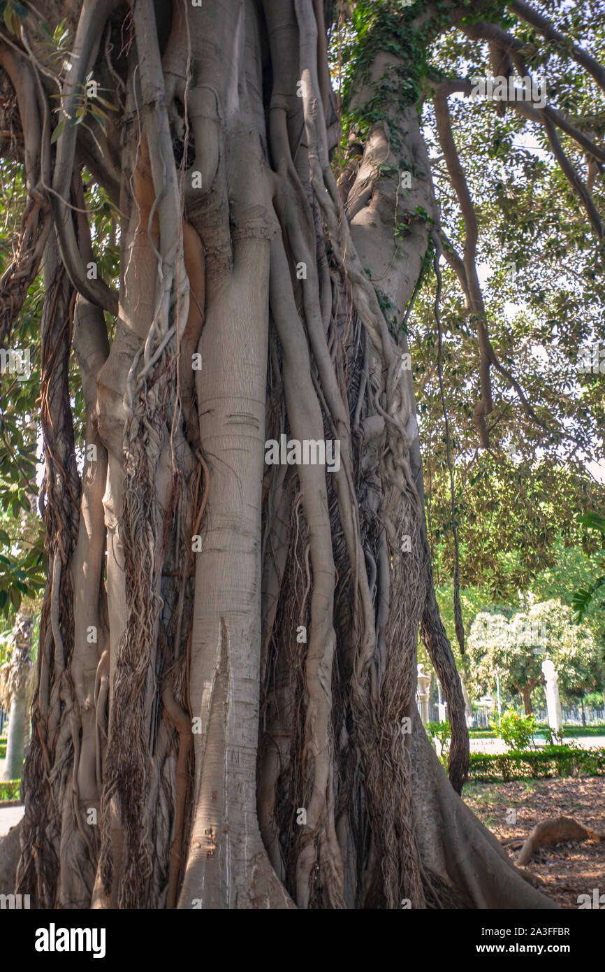 Ficus macrophylla in Sicily 3 Stock Photo - Alamy