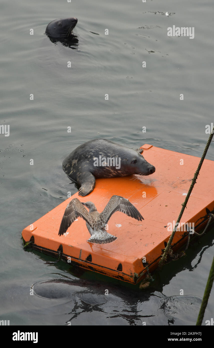Eyemouth seals hi-res stock photography and images - Alamy