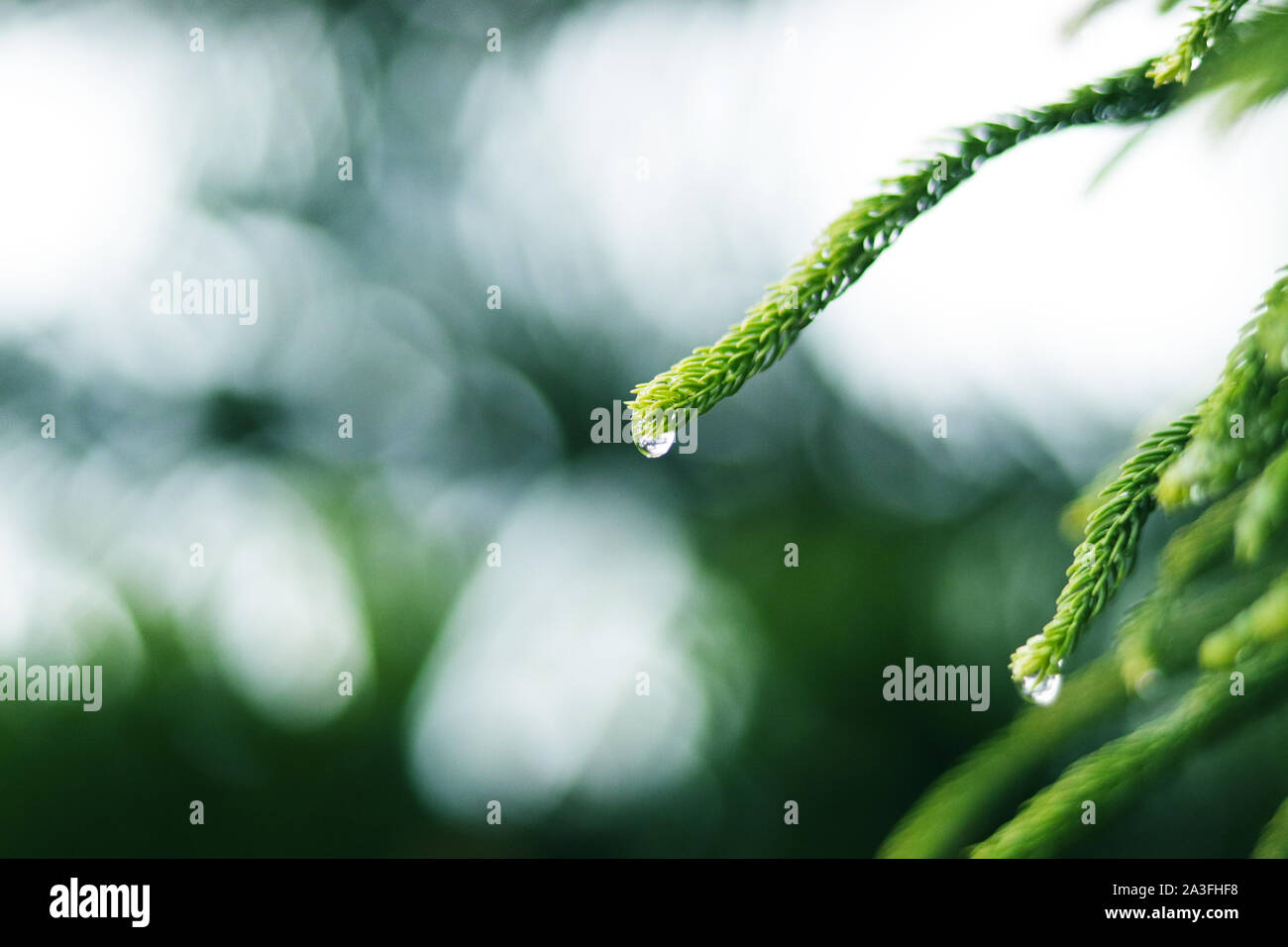 Tree rain leaf drip hi-res stock photography and images - Alamy