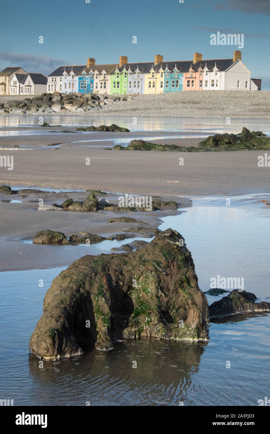 Submerged Forest,Borth Beach,Borth,coastal,village,holiday,resort,north ...