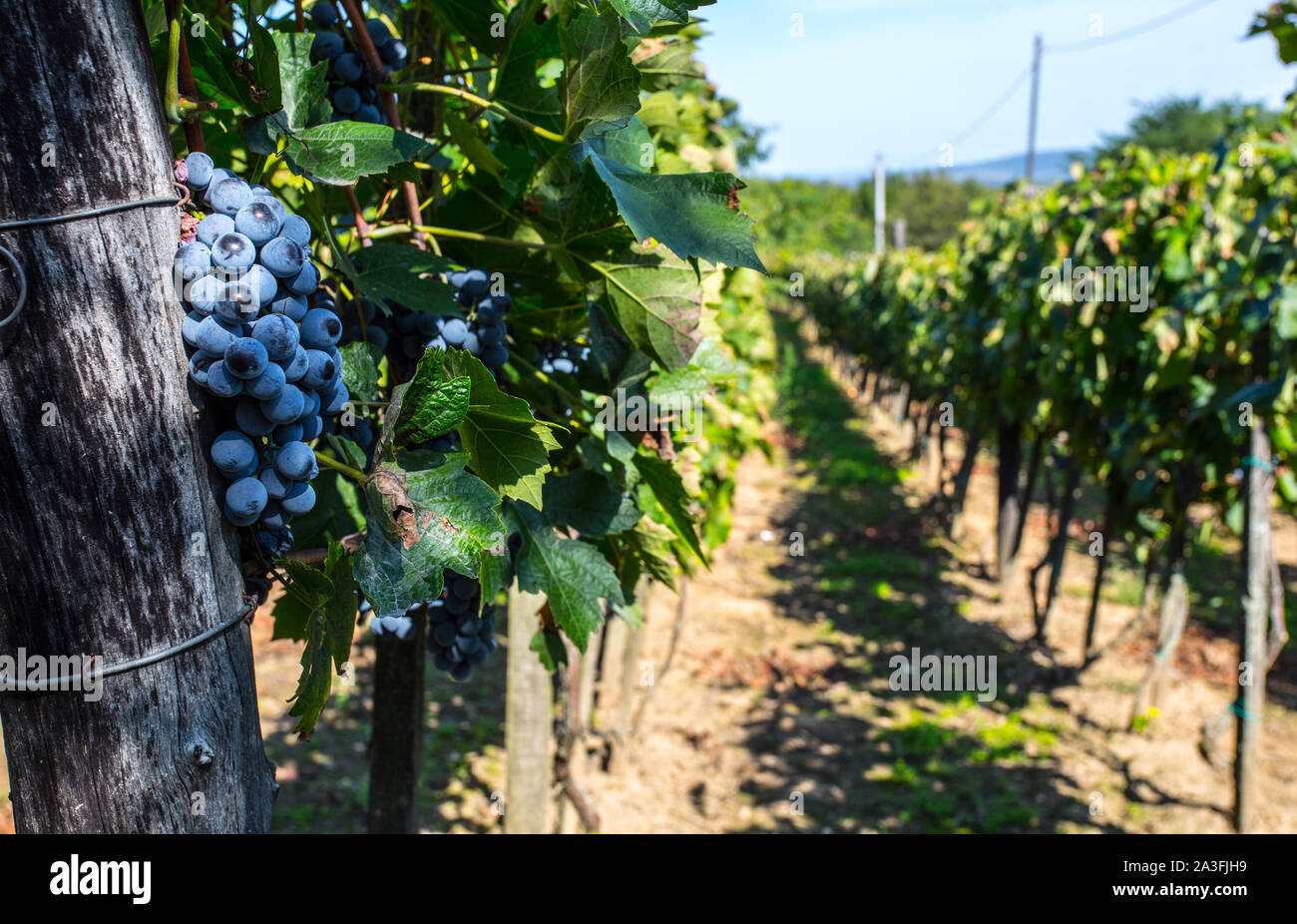 Grape vine arbor hi-res stock photography and images - Alamy