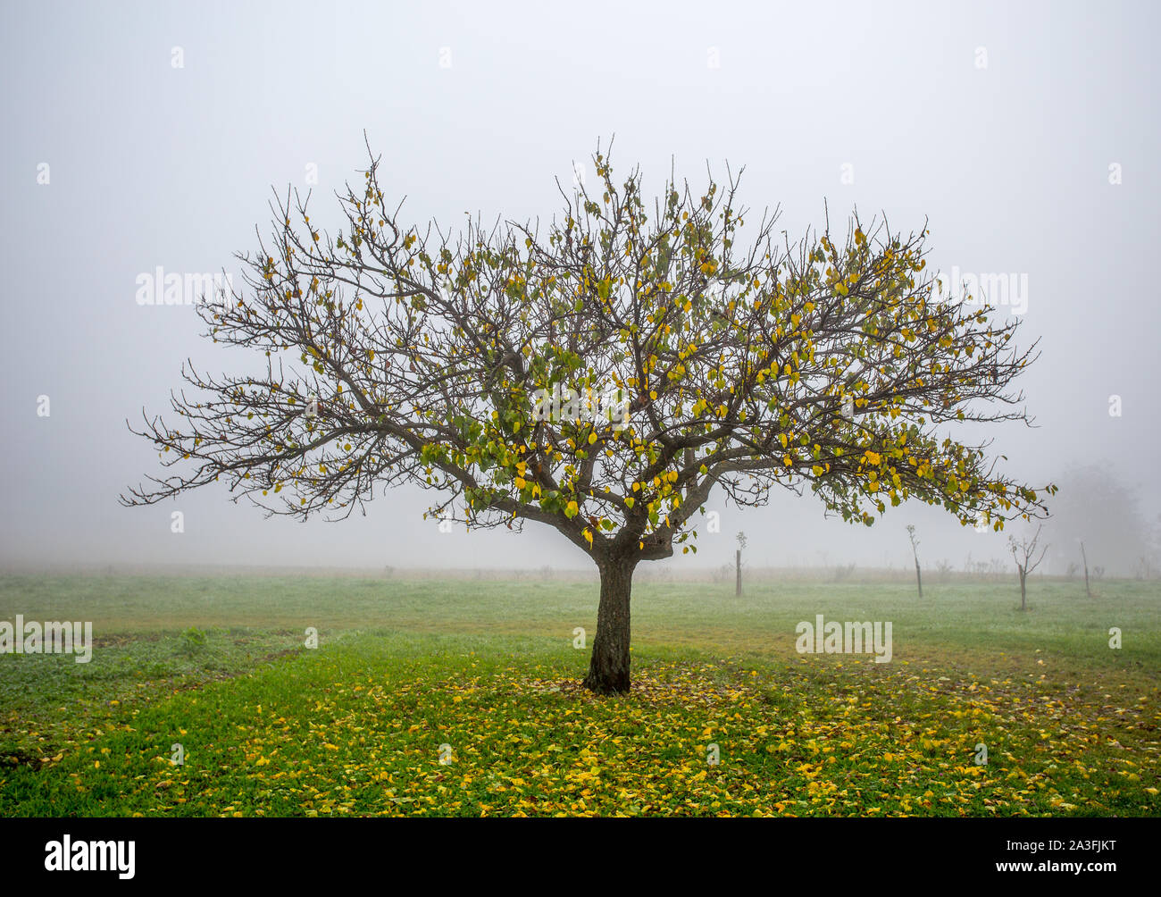 Lonely apple tree hi-res stock photography and images - Alamy