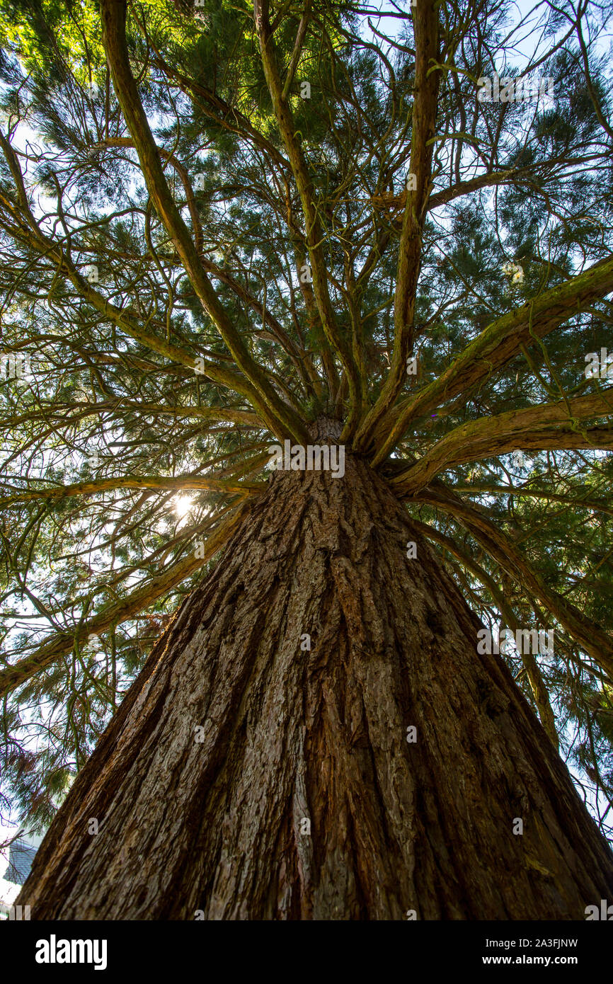 sequoia pine tree Stock Photo - Alamy
