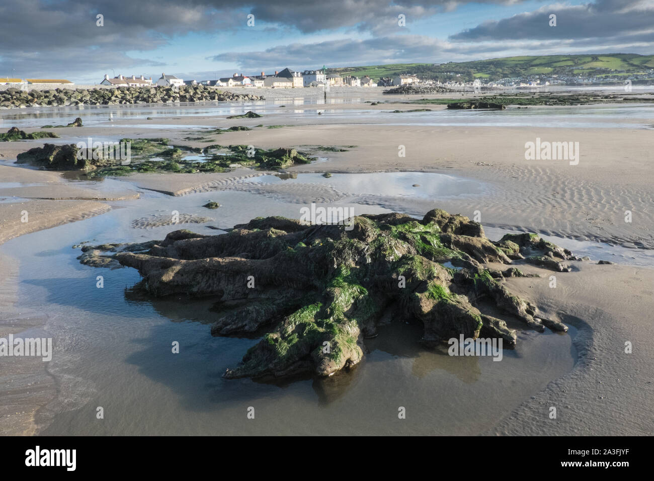 Submerged Forest,Borth Beach,Borth,coastal,village,holiday,resort,north ...