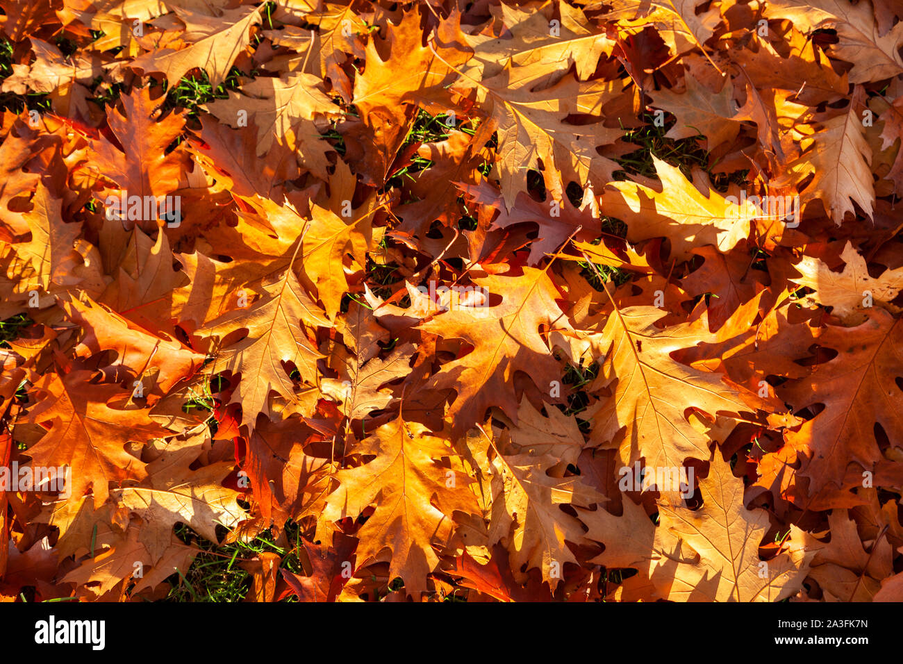 Golden brown Autumn Fall oak tree leaves on the ground, nature ...