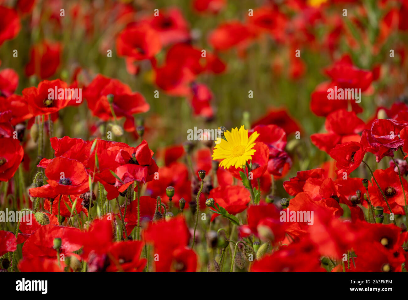 West pentire hi-res stock photography and images - Alamy