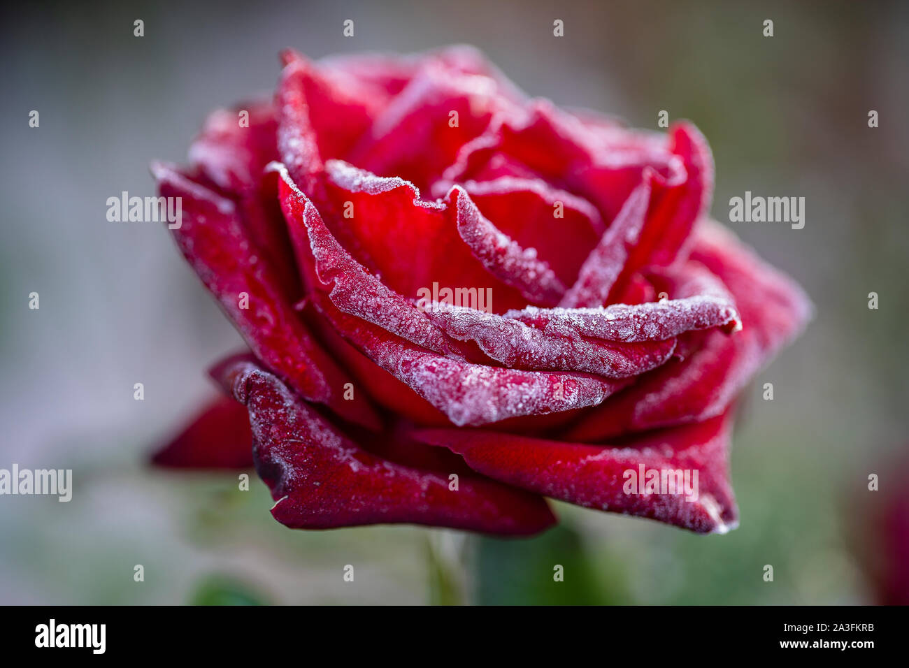 Red rose flower in the first frost, close up. Rose covered with ...